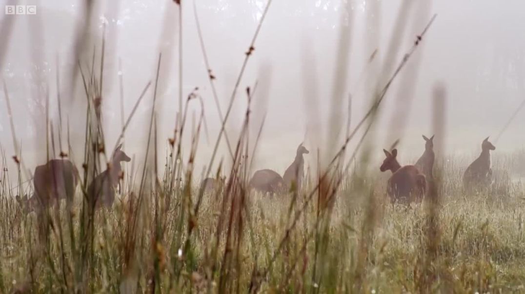 Kangaroo Fight for Life - See how REALLY dangerous Kangaroos are