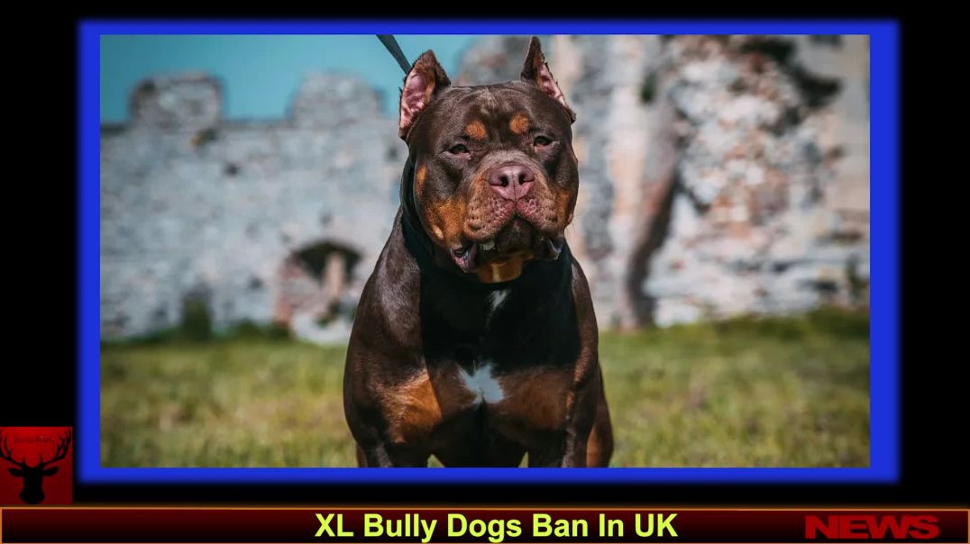 XL Bully Dogs Ban In UK