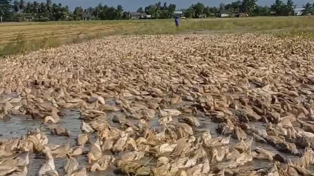 10 Zillion Ducks
