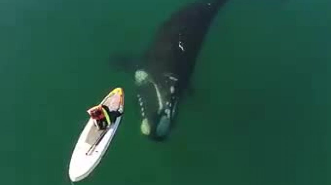 Chick Meets Whale