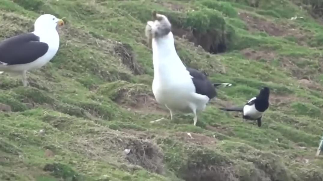 Seagull Swallows a Whole Rabbit on Welsh Island