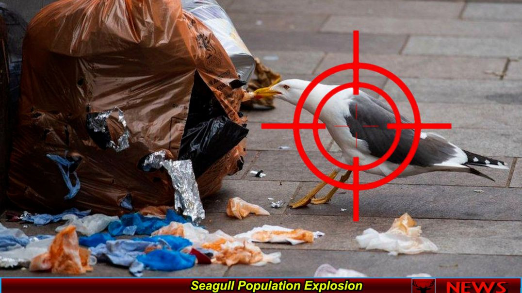 Seagull Population Explosion