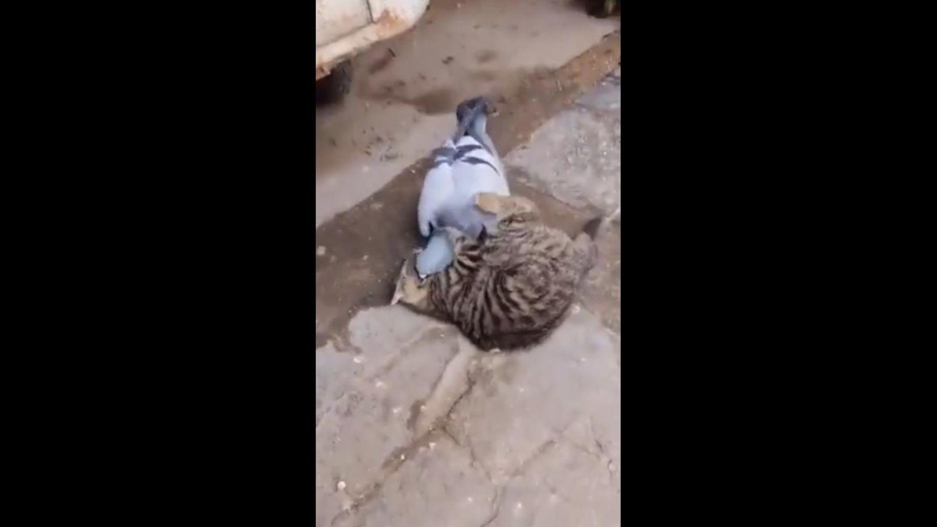 Katten and Piggen Playing
