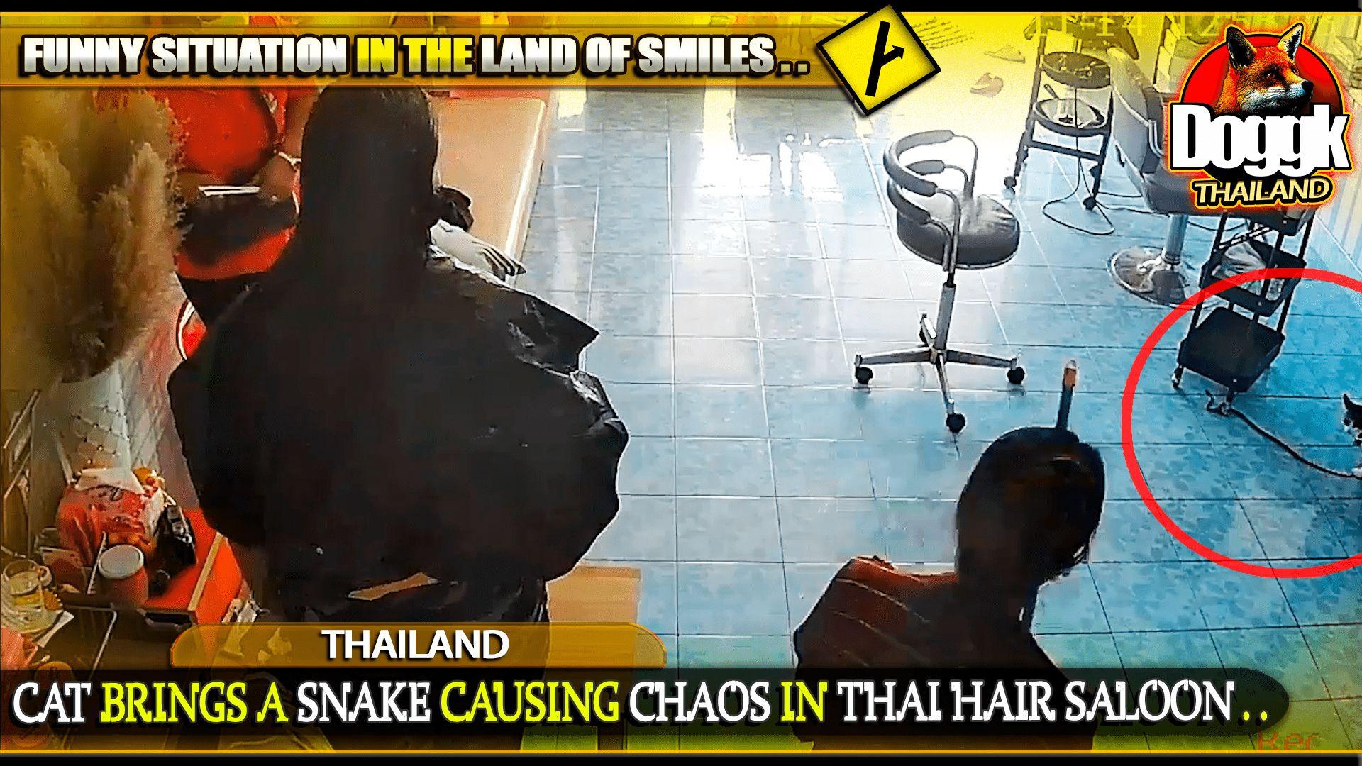 CAT BRINGS A SNAKE CAUSING CHAOS IN A THAI HAIR SALOON.. (THAILAND ...