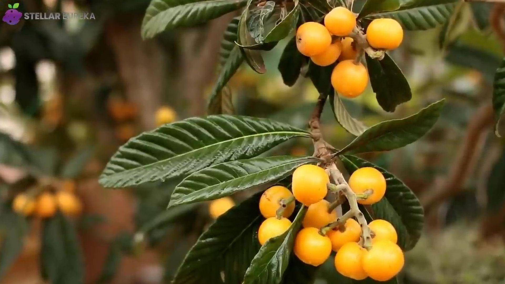 15 Forgotten Fruits Medieval Farmers Grew that Need to Come Back