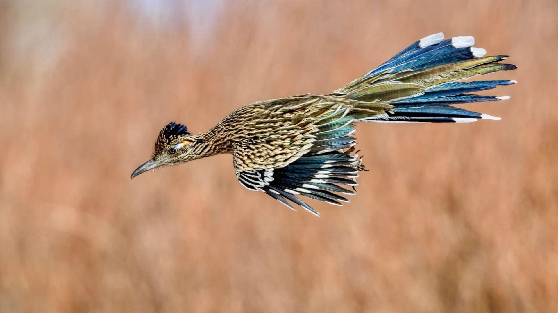 The Real Roadrunner and Coyote - See Pinned Comment.